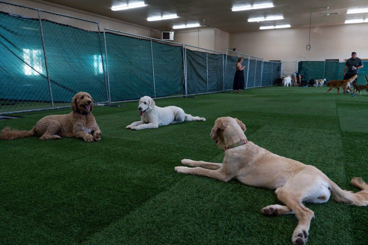 Unleashing the Fun at Your Local Indoor Dog Park! | Ruff House Dog Training