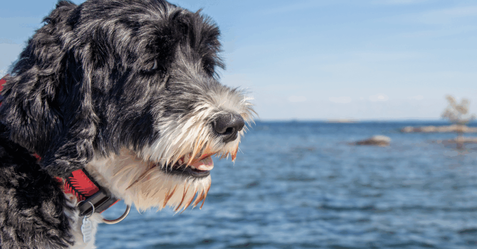 Essential Guide to the Portuguese Water Dog: Traits and Care Tips